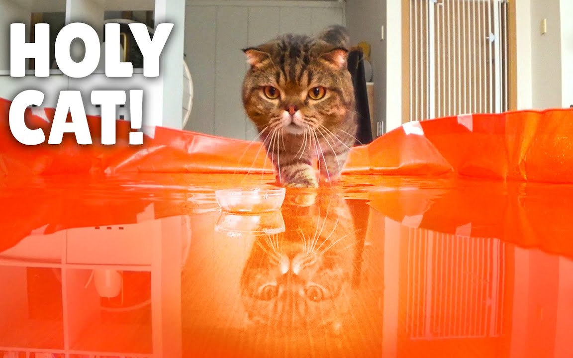 【Kittisaurus】【中字】LuLu下到水里啦！_哔哩哔哩_bilibili