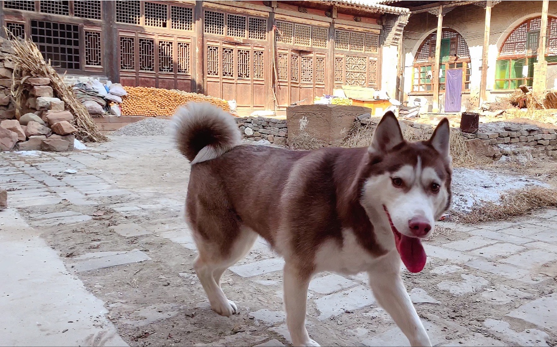 二哈回村记_哔哩哔哩_bilibili