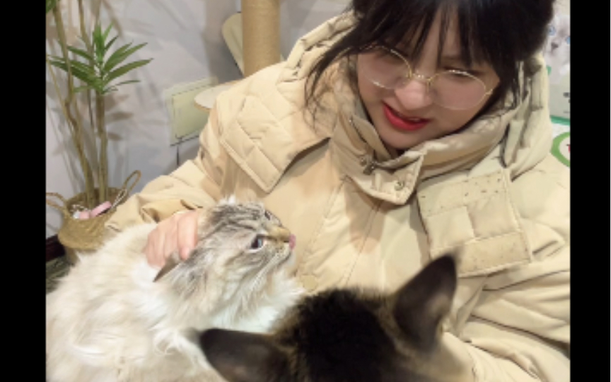 小猫咪一身反骨凭实力饿死 哔哩哔哩