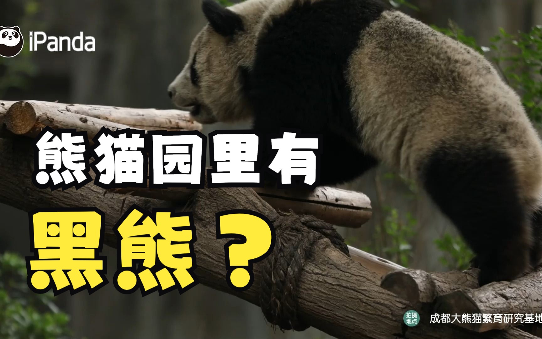起猛了，在熊猫园里看见一只“黑熊”-iPanda熊猫频道-iPanda熊猫频道-哔哩哔哩视频