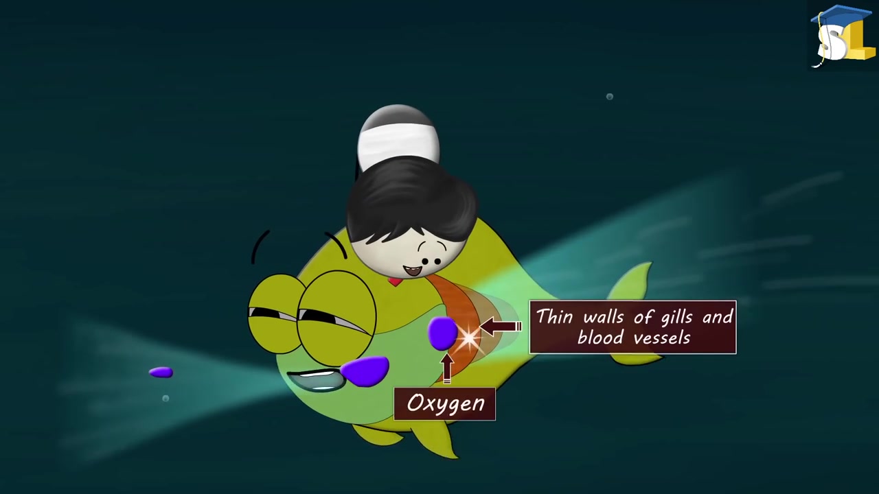 [动画-科普]AumSum Time —— Biology生物 (60集)_哔哩哔哩_bilibili