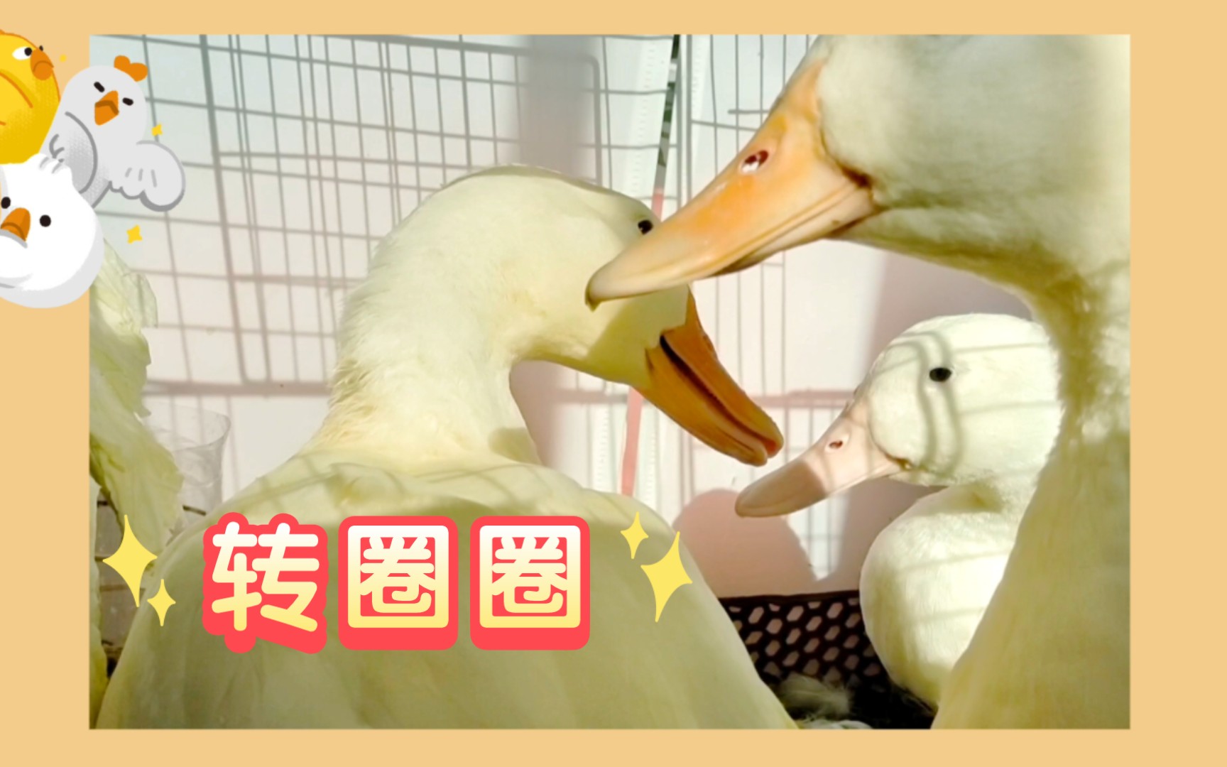小鸭子转圈圈吃白菜，一圈一圈又一圈【鸭叫原声】-绯羽落落-绯羽落落-哔哩哔哩视频