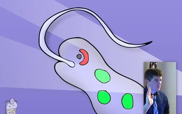 TIM ROOT——Comparative Eye Anatomy (ophthalmology)_哔哩哔哩_bilibili