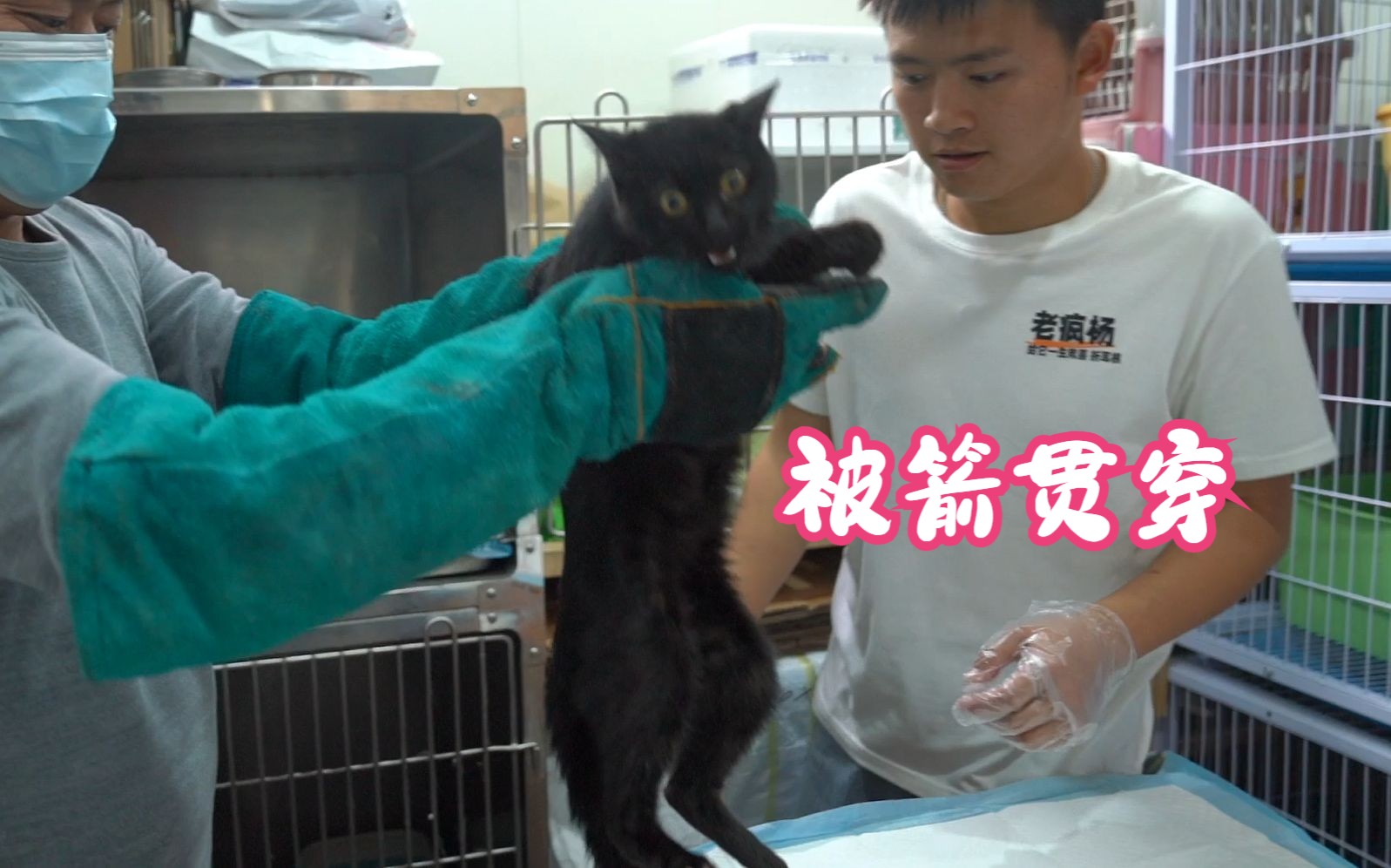 【老疯杨】小猫肚子被人用箭贯穿-老疯杨救助中心-老疯杨救助中心-哔哩哔哩视频