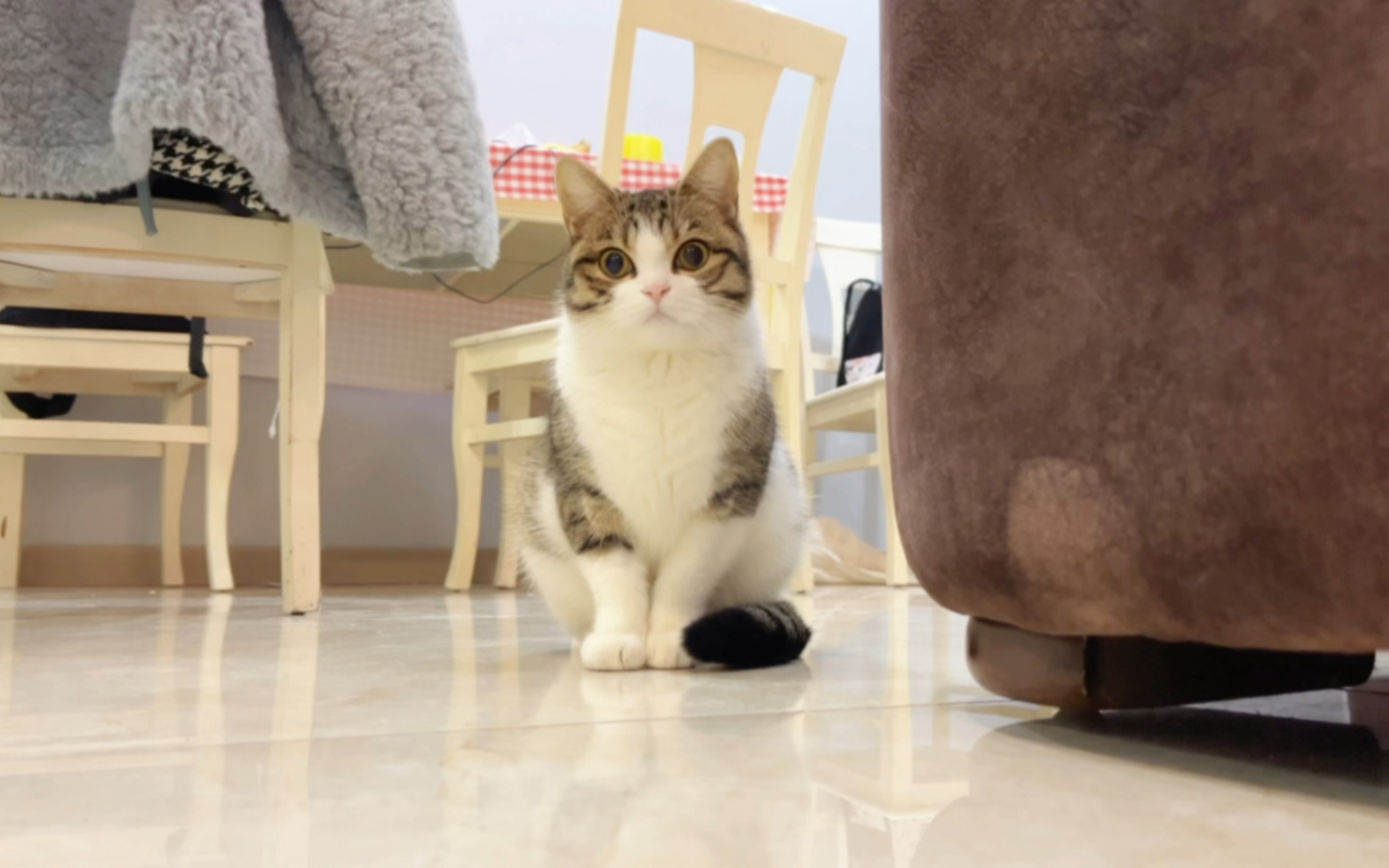 两只猫咪玩逗猫棒，差别也太大了。 哔哩哔哩