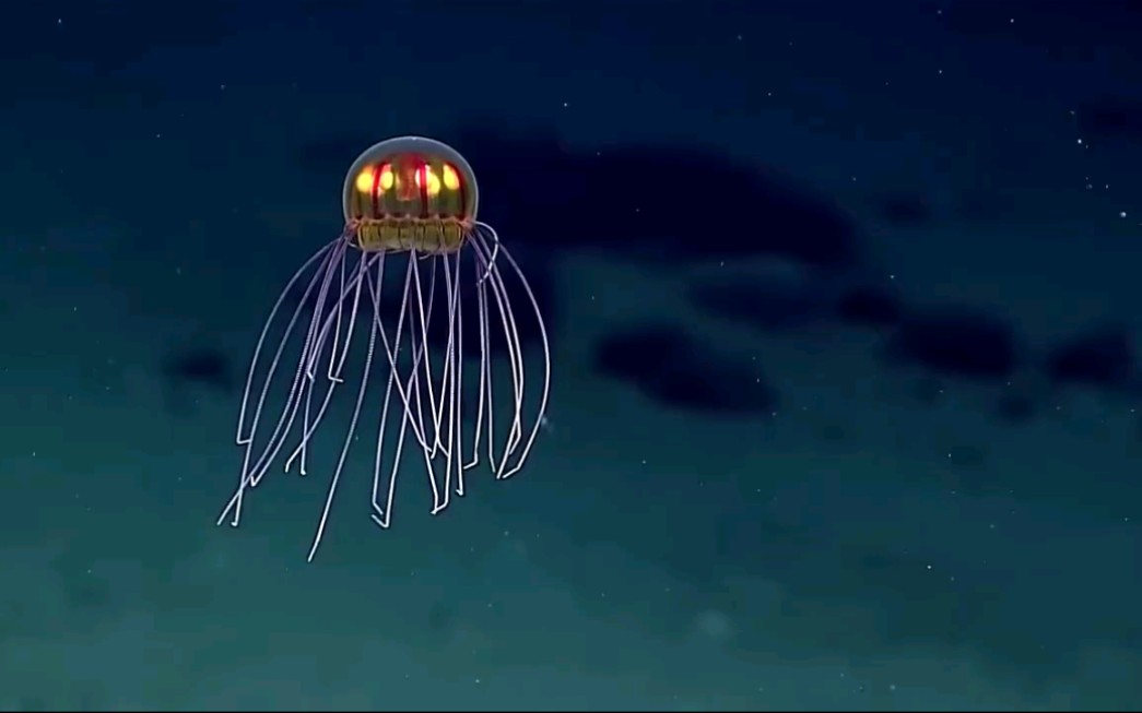 一种在马里亚纳海沟附近发现的水母 被命名为Hydromedusa（水中的美杜莎）_哔哩哔哩_bilibili
