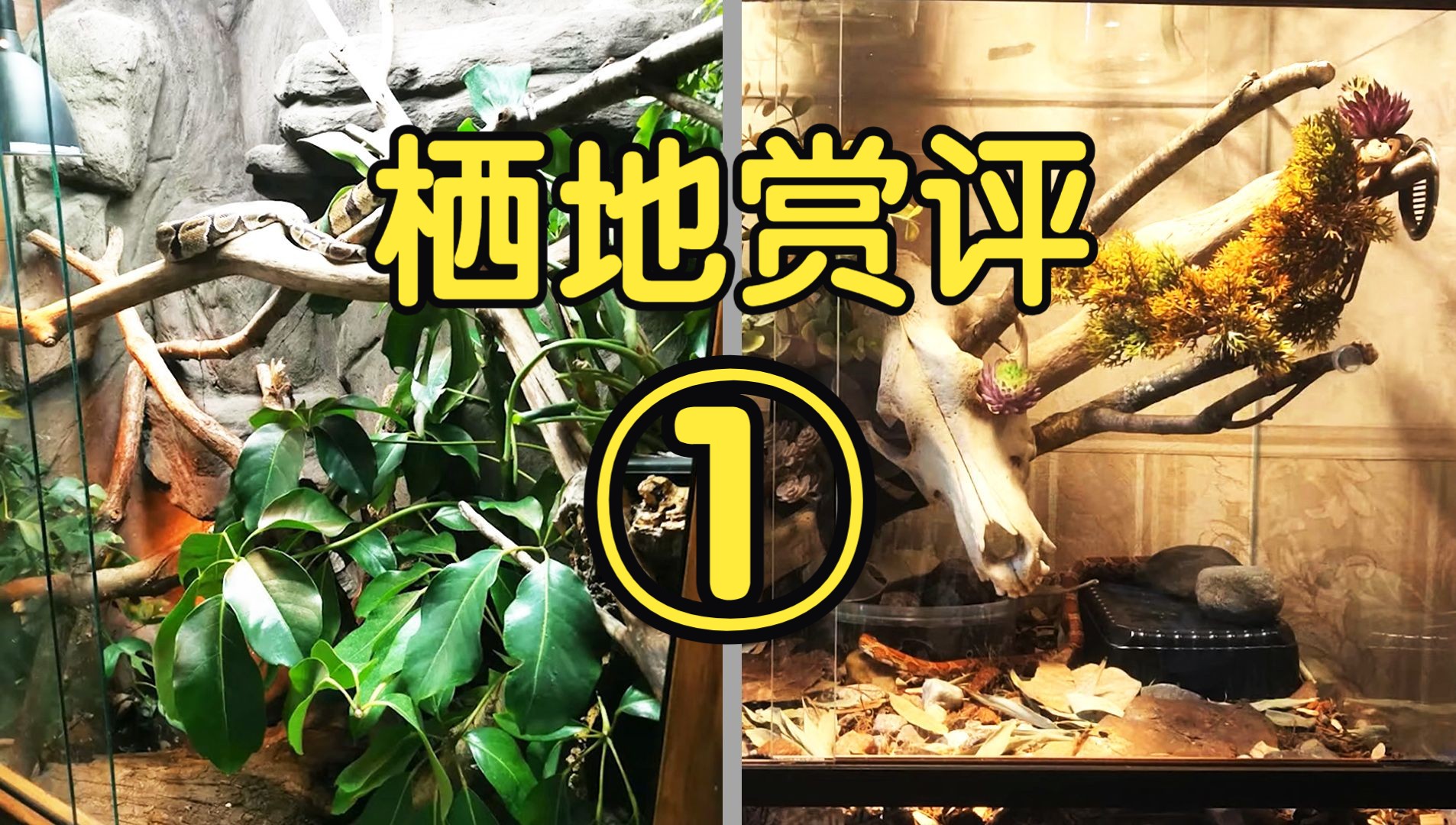 爬行动物栖地赏评（1）（原作者 Liam Sinclair）-鳞间笔记-鳞间笔记-哔哩哔哩视频