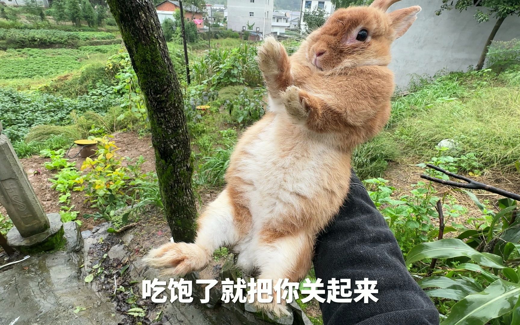 都胖成这样了，帽子还是戴不了 哔哩哔哩