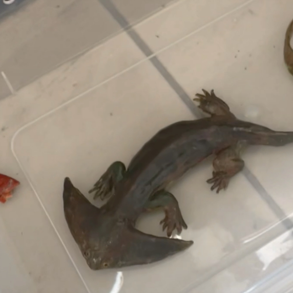 Hammerhead Salamander Diplocaulus