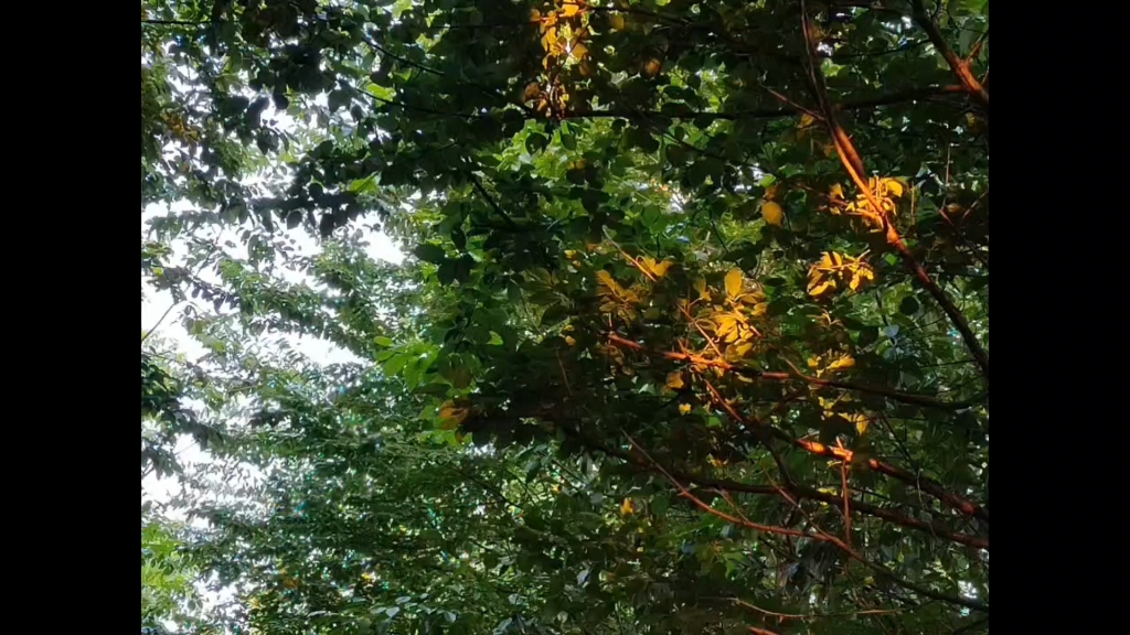 原谅我以前打扰你了,以后不会了,就当风吹过,你没来过,我没爱过,关于喜欢你 哔哩哔哩