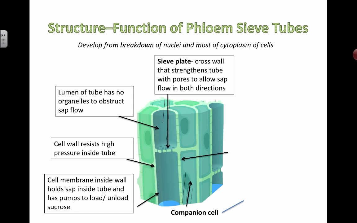 Phloem Structure and Function (2016)_哔哩哔哩_bilibili