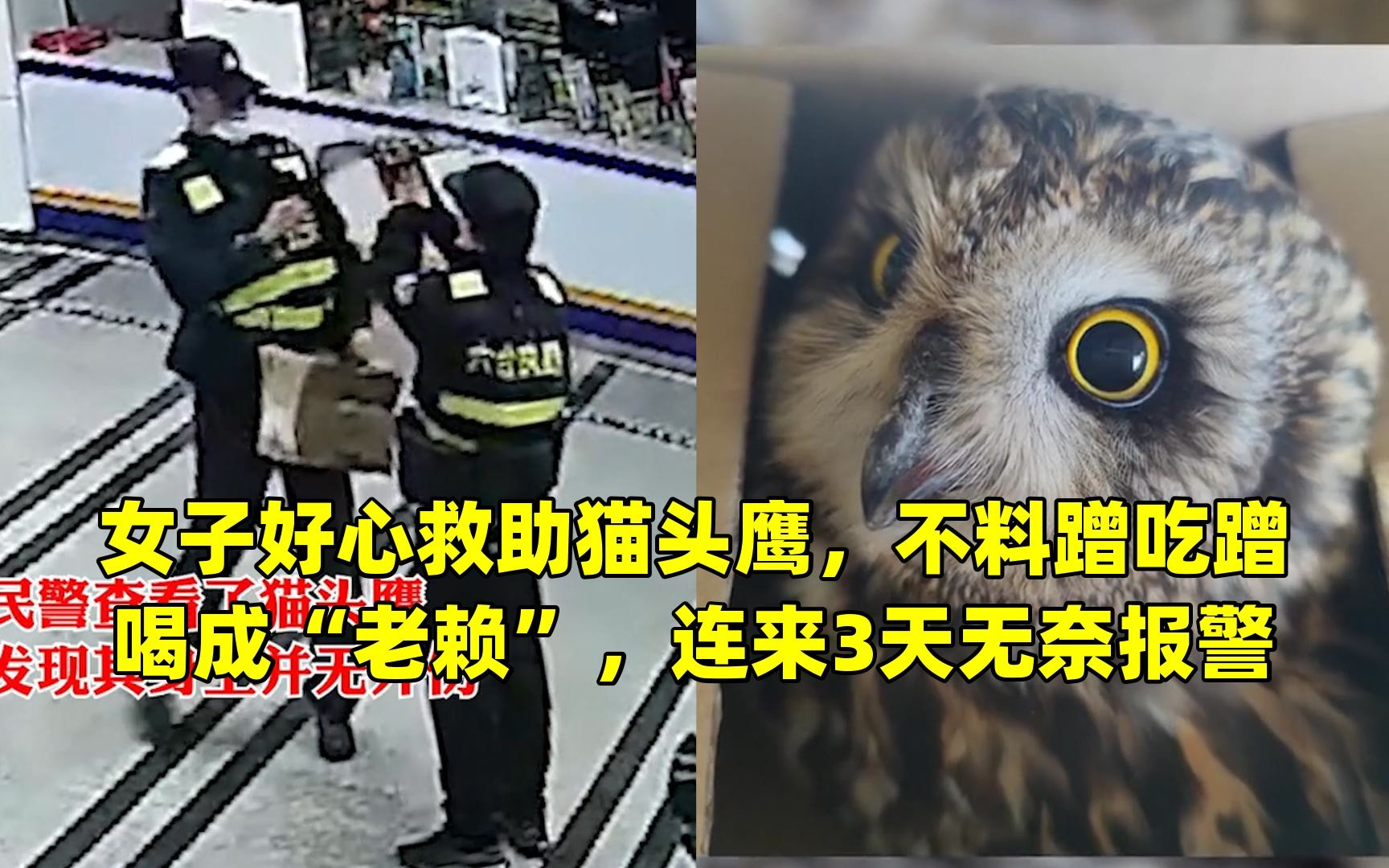女子好心救助猫头鹰，不料蹭吃蹭喝成 老赖”，连来3天无奈报警 哔哩哔哩