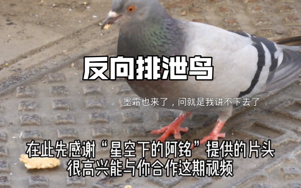 后室实体介绍Entity 40 - 视频下载 Video Downloader