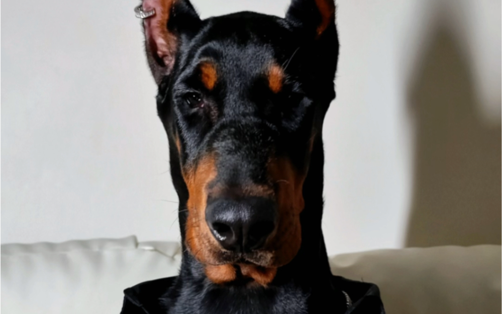 起猛了竟然被一只狗迷住了-Caesar-Cat-Caesar-Cat-哔哩哔哩视频