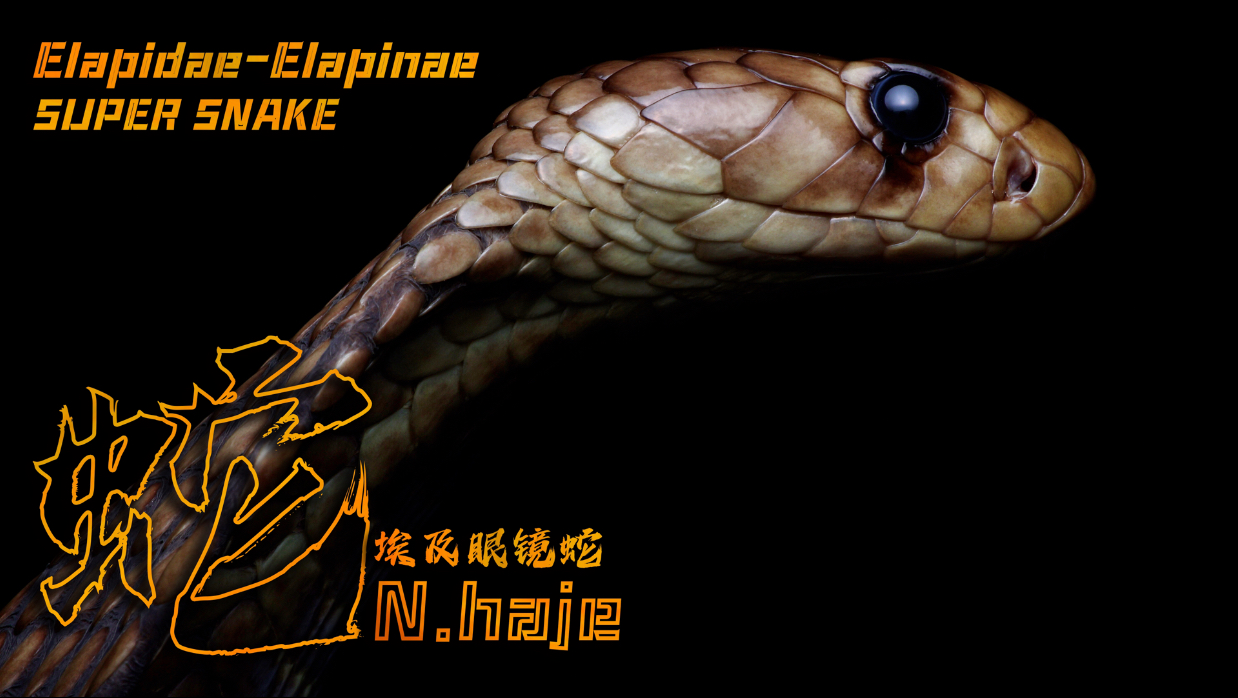 摄影｜埃及眼镜蛇 Naja haje｜Elapidae-Elapinae-二分之一蓝-二分之一蓝-哔哩哔哩视频