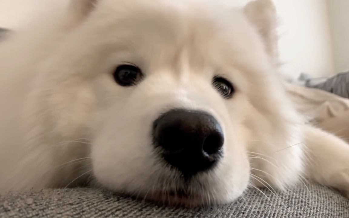 【mochamilk】当我把镜头靠的非常近时狗狗的反应_哔哩哔哩_bilibili