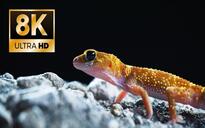 [超详细] 在Edge/Chrome浏览器上为B站开启HEVC硬解和AV1硬解 - 哔哩哔哩