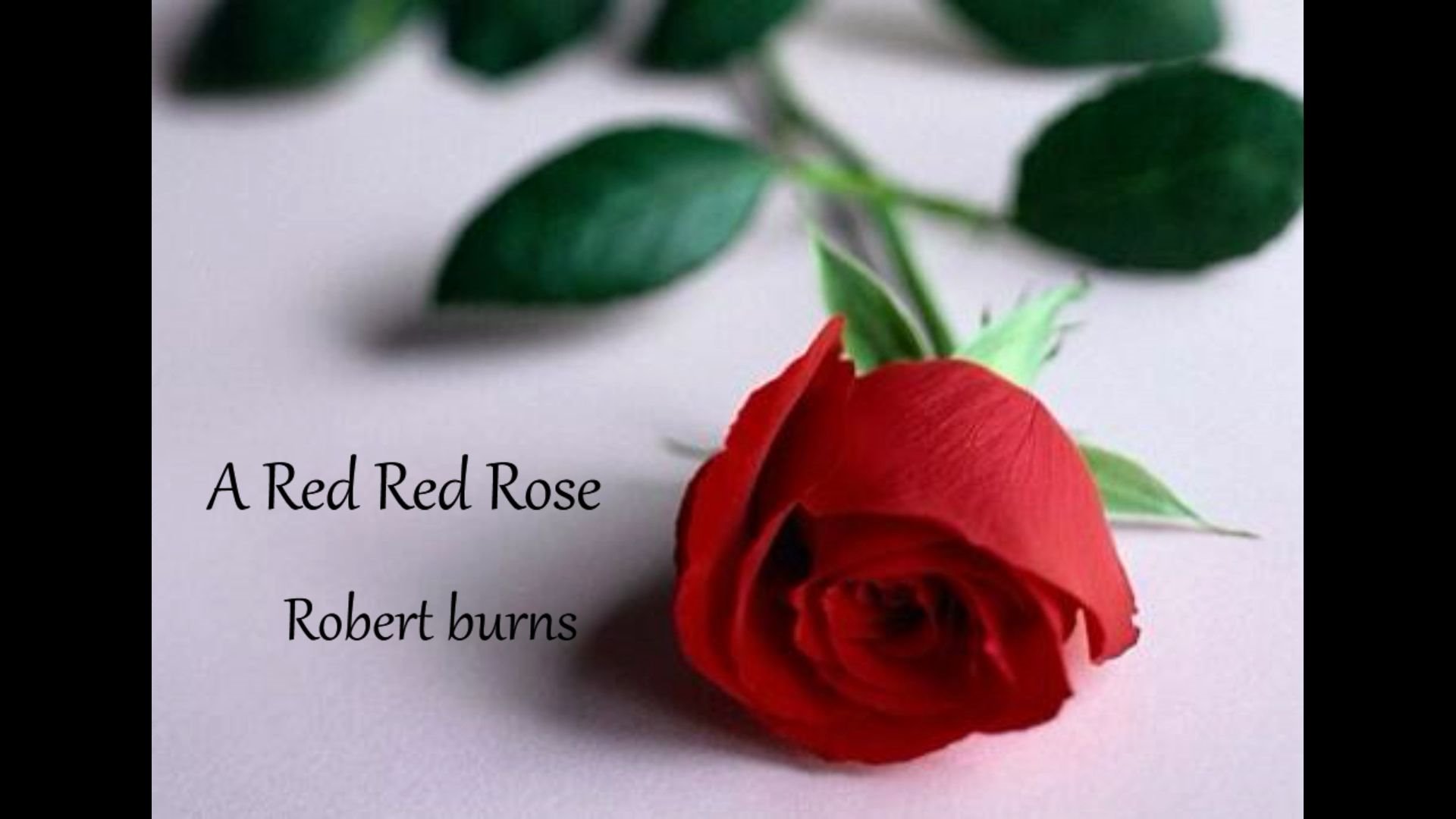 A Red Red Rose 诗歌朗诵_哔哩哔哩_bilibili