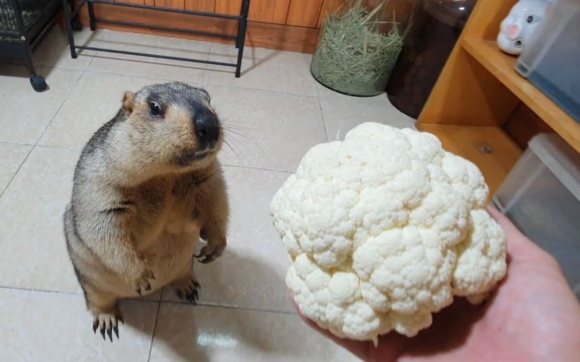 土拨鼠吃花菜-taoz大人-taoz大人-哔哩哔哩视频