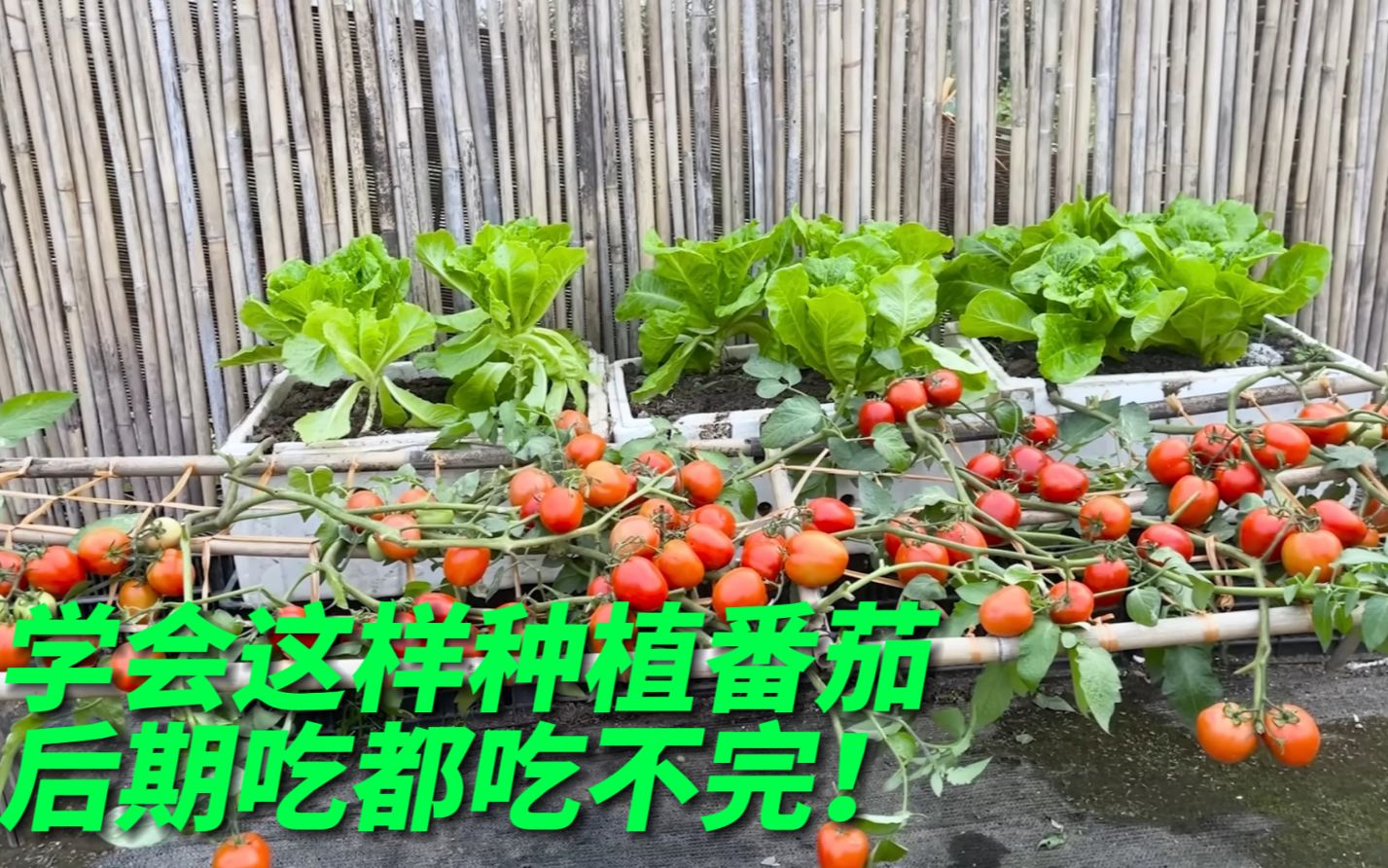 学会这样种植番茄,后期吃都吃不完,操作简单一看就会 哔哩哔哩