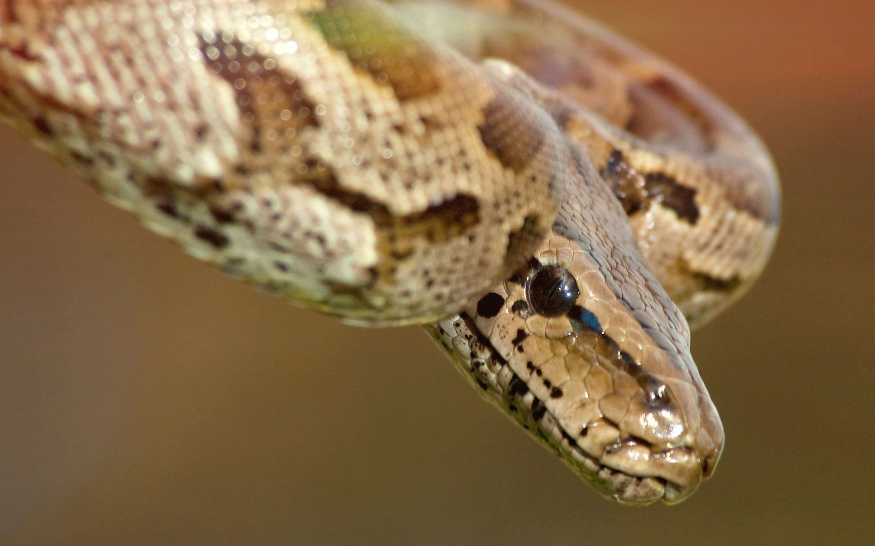 纪录片.神奇动物大揭秘.E11.蛇.2014[IMDB 8.4][高清][英字]_哔哩哔哩_bilibili