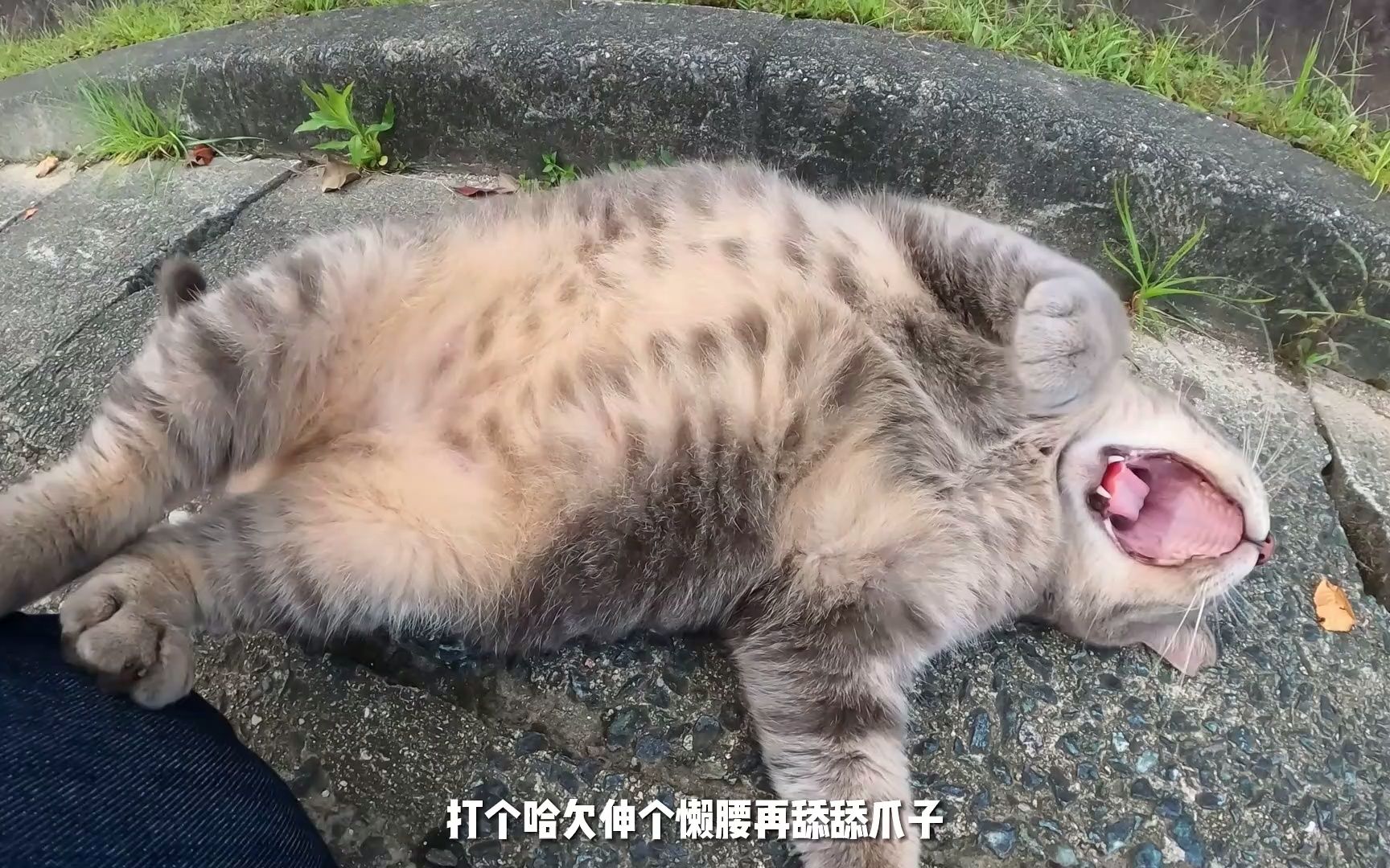 不敢相信这是流浪猫，比家猫还好撸 哔哩哔哩