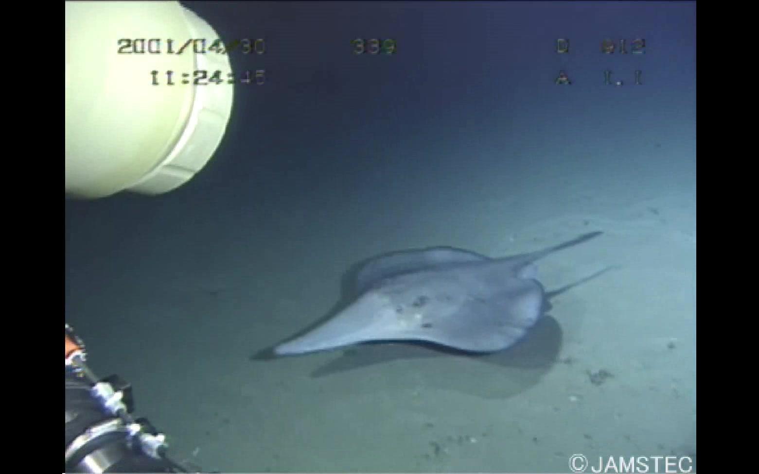 【海洋生物】长吻六鳃魟(Hexatrygon longirostra)_哔哩哔哩_bilibili