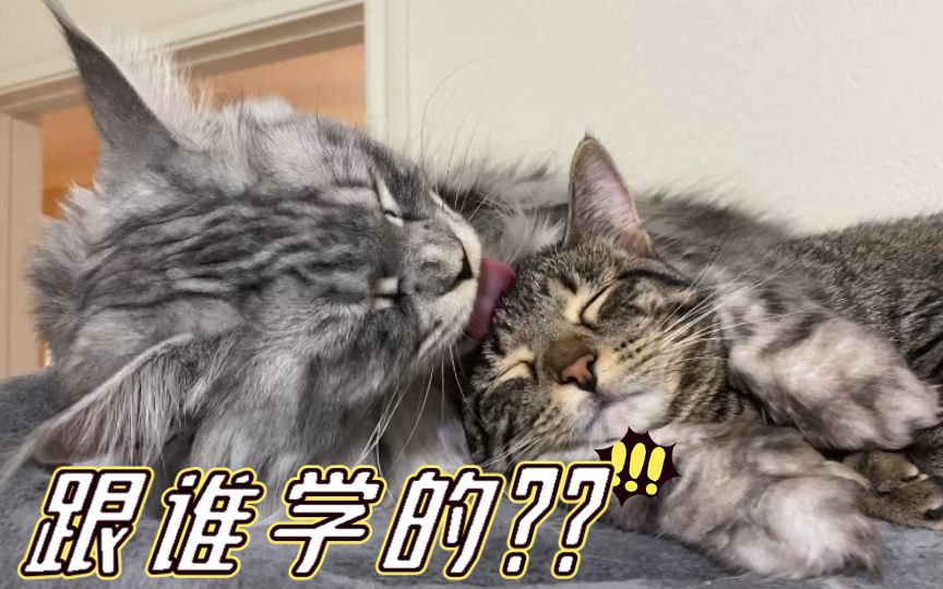 不对劲啊?小猫咪这么会玩?! 哔哩哔哩