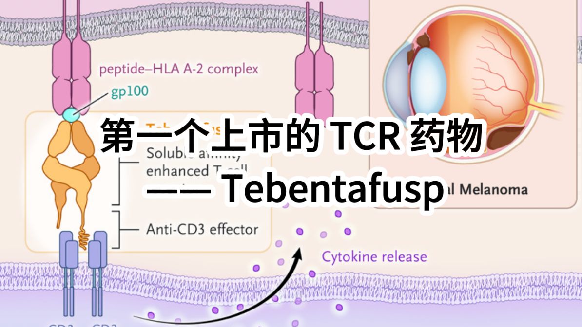【陈巍学基因】123: 第一个上市的TCR药物——Tebentafusp-陈巍学基因-陈巍学基因-哔哩哔哩视频