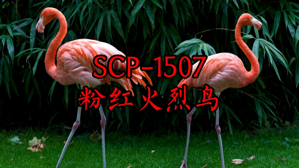 SCP-1507粉红火烈鸟_哔哩哔哩 (゜-゜)つロ 干杯~-bilibili