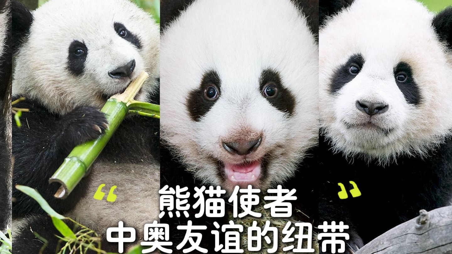 号外号外！新一对大熊猫即将前往奥地利-iPanda熊猫频道-iPanda熊猫频道-哔哩哔哩视频