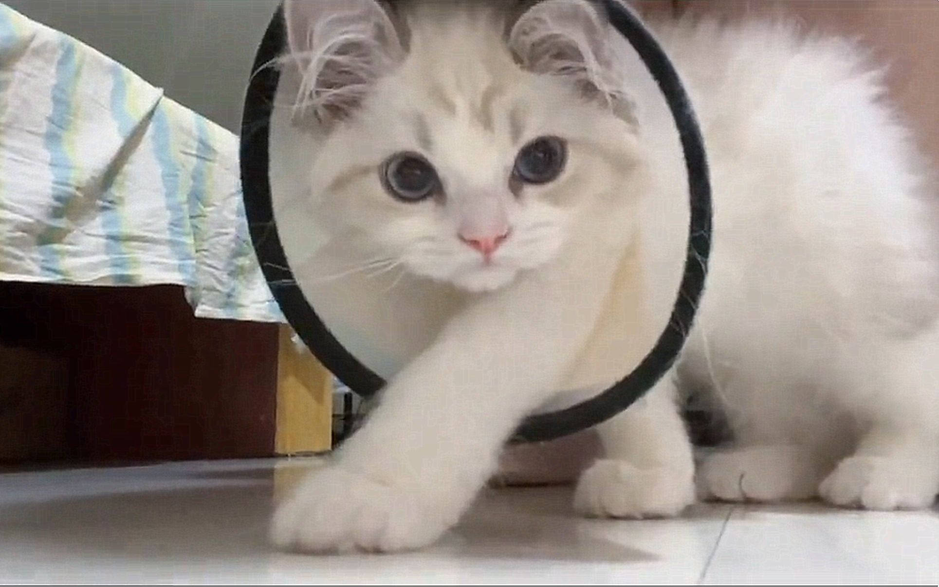 本来今天挺不开心的 直到看见这猫-非正常沙雕动物园-非正常沙雕动物园-哔哩哔哩视频