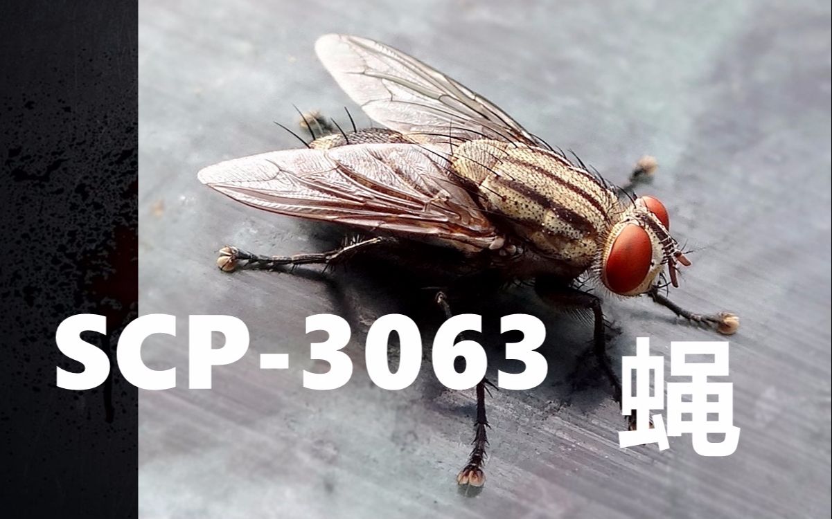 【SCP基金会】SCP-3063 蝇_哔哩哔哩_bilibili