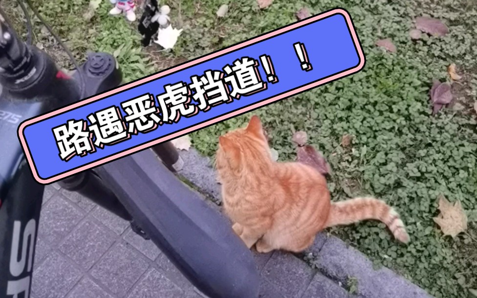 这整的啥玩意？交出来就放你走-Liu_Hailin-Liu_Hailin-哔哩哔哩视频