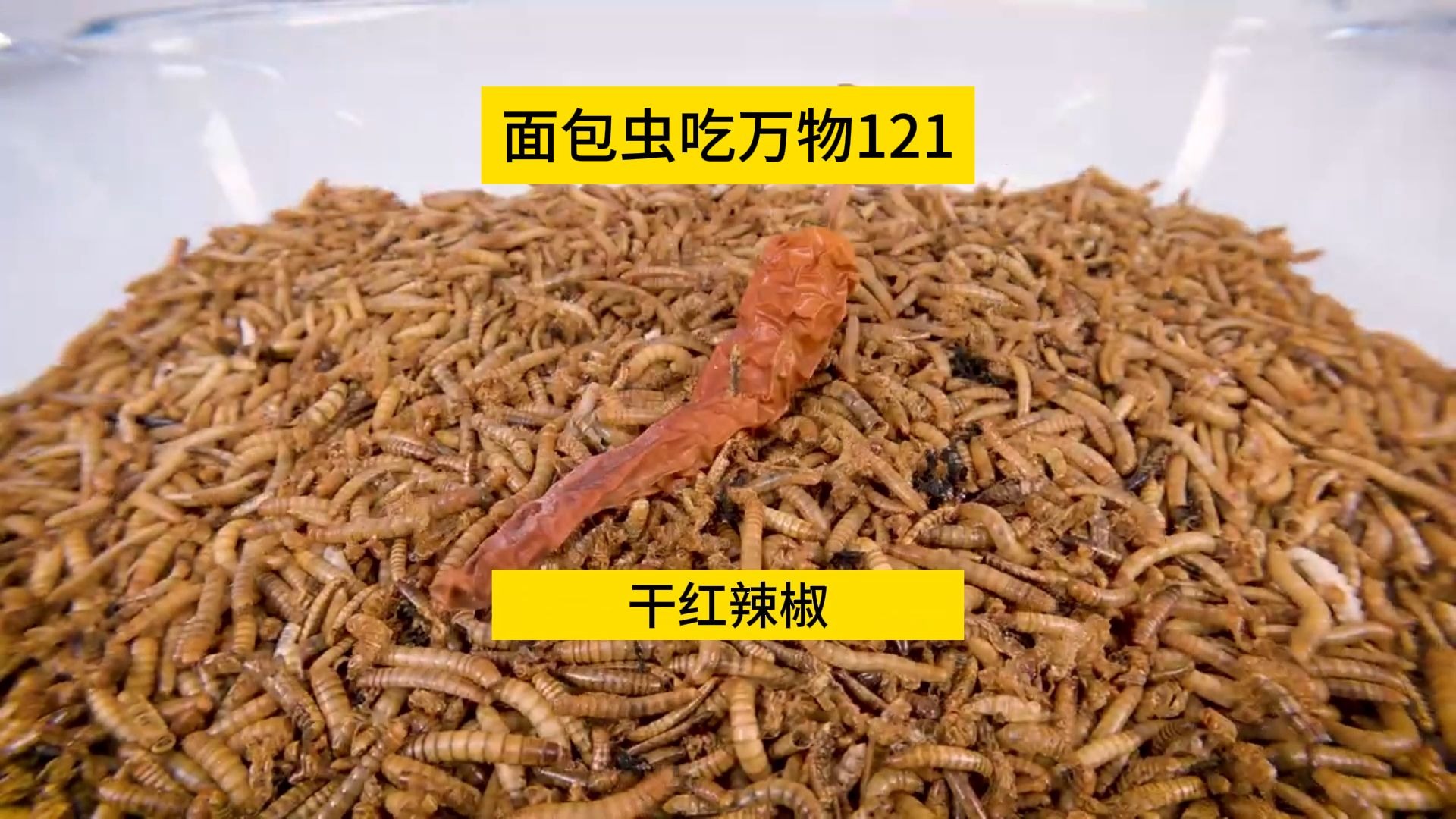 面包虫吃万物121，多吃辣椒祛祛湿~-柏高动物园-柏高动物园-哔哩哔哩视频