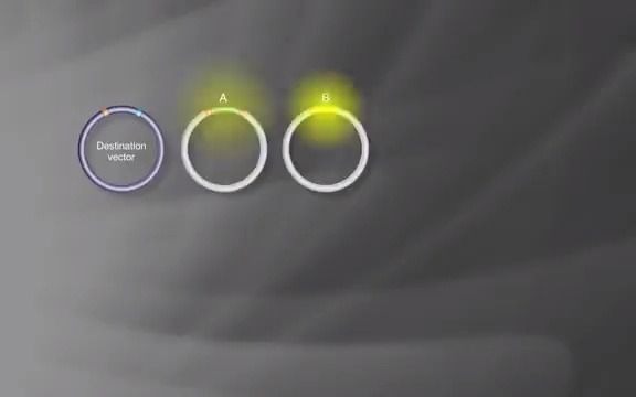 Golden Gate 组装流程_哔哩哔哩_bilibili