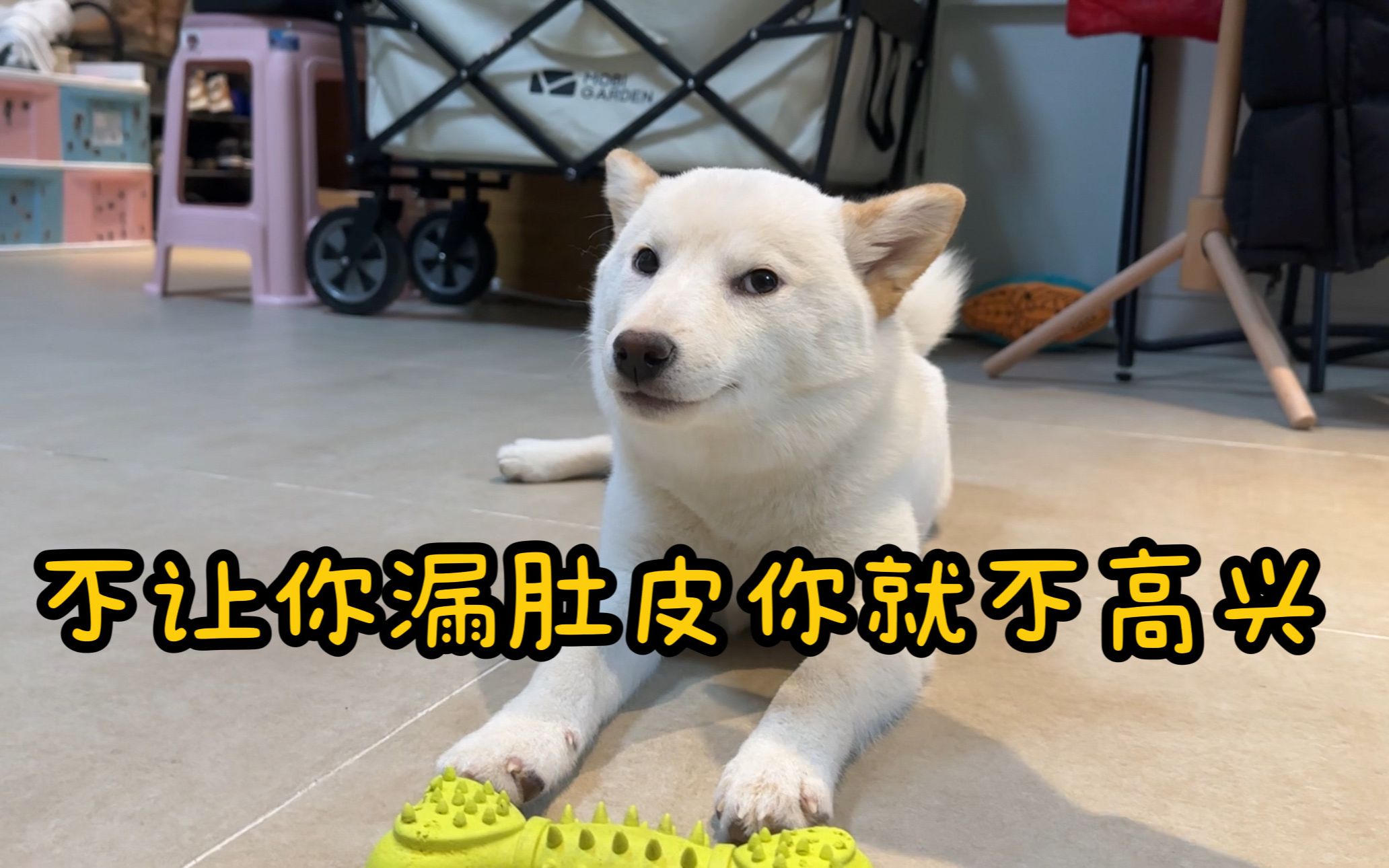 不让你露肚皮你就不高兴 哔哩哔哩