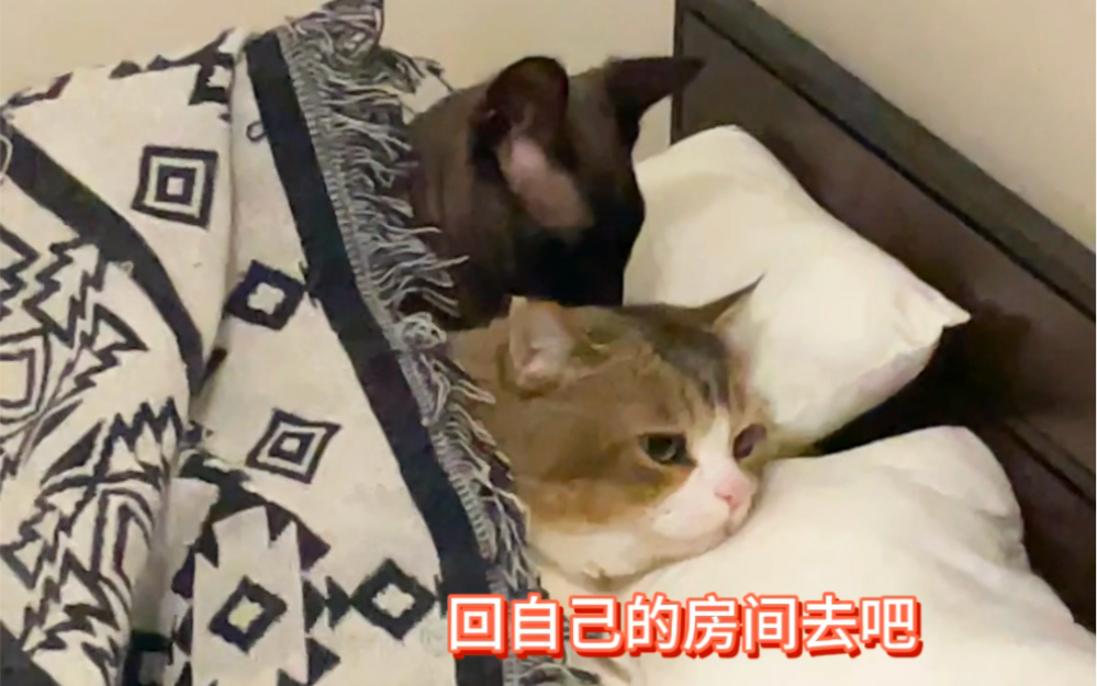 我以为做宠物up只需要拍小动物就好了..-Caesar-Cat-Caesar-Cat-哔哩哔哩视频