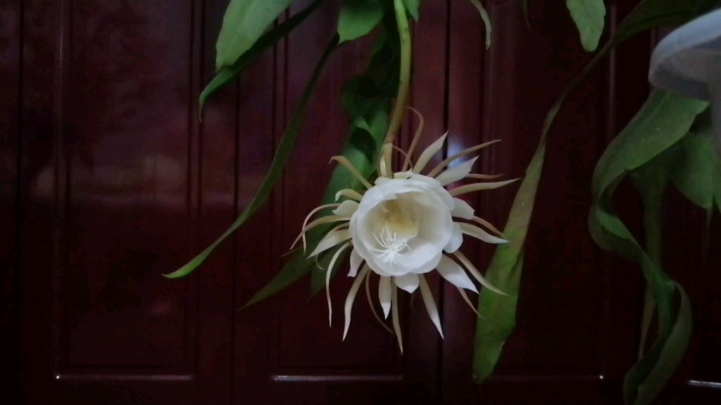 昙花一现-昙花的开放过程_哔哩哔哩_bilibili