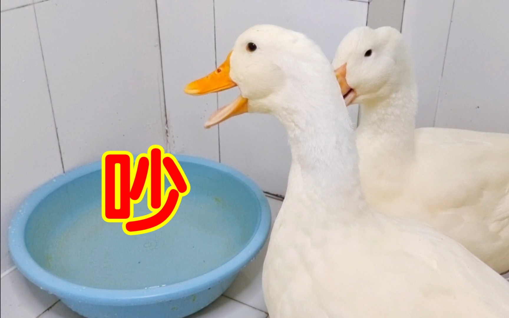 小母鸭：这俩鸭子叫的真吵啊，溜了溜了～-绯羽落落-绯羽落落-哔哩哔哩视频