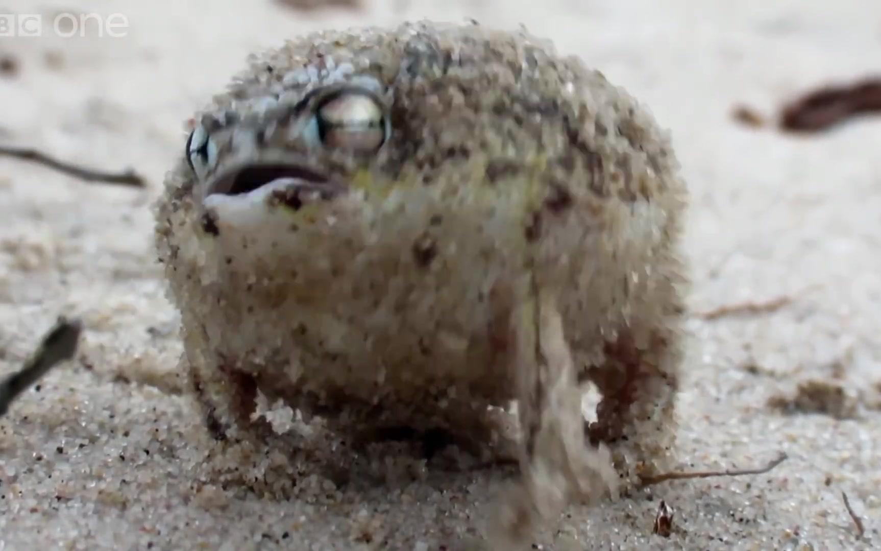 生气的叫蛙 Angry Squeaking Frog -_哔哩哔哩_bilibili