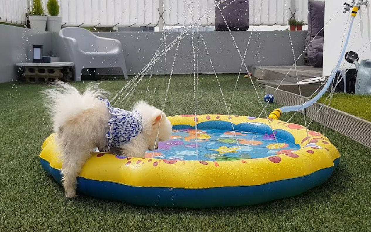 【中字】 RuPong一家｜平时热爱洗澡的狗狗这次居然不想洗澡？！｜洗澡的味道只有它知道_哔哩哔哩 (゜-゜)つロ 干杯~-bilibili