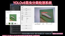 基于深度学习的昆虫识别检测系统（YOLOv8+YOLO数据集+UI界面+Python项目源码+模型） - 哔哩哔哩