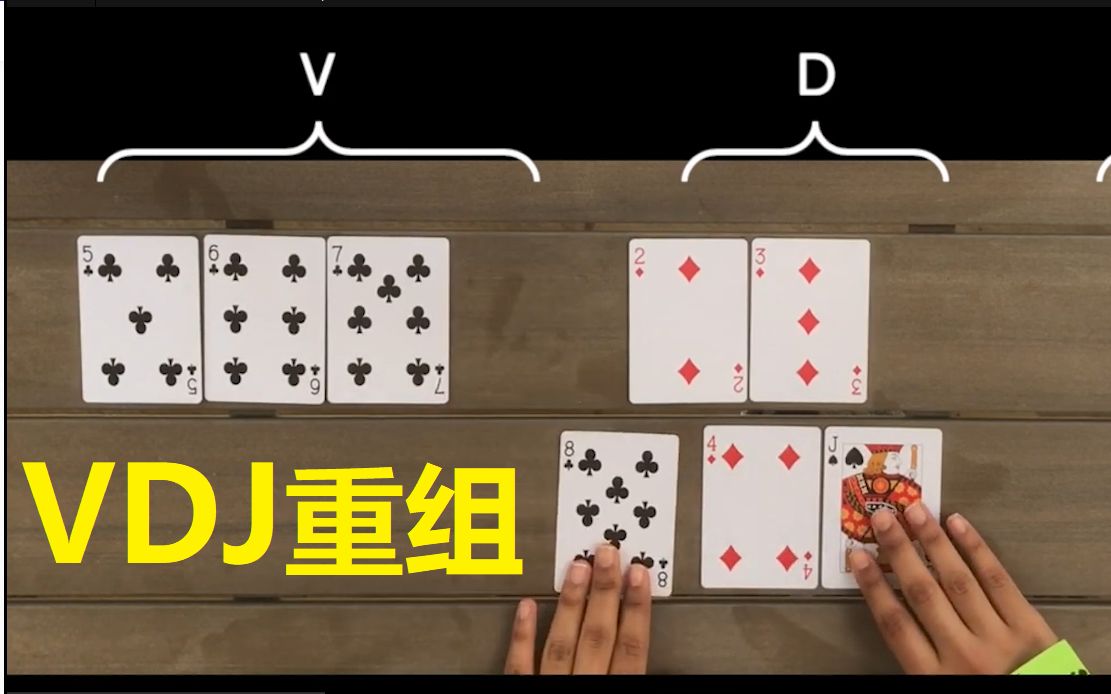 【免疫三分钟】VDJ重排：为什么我们可以抵抗这么多病毒细菌？BCR、TCR、抗体多样性形成的机制；连接多样性/重组多样性/VDJ重组-花丛里的 ...