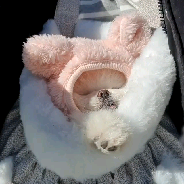 RuPong一家ins在12.16更新的_哔哩哔哩_bilibili