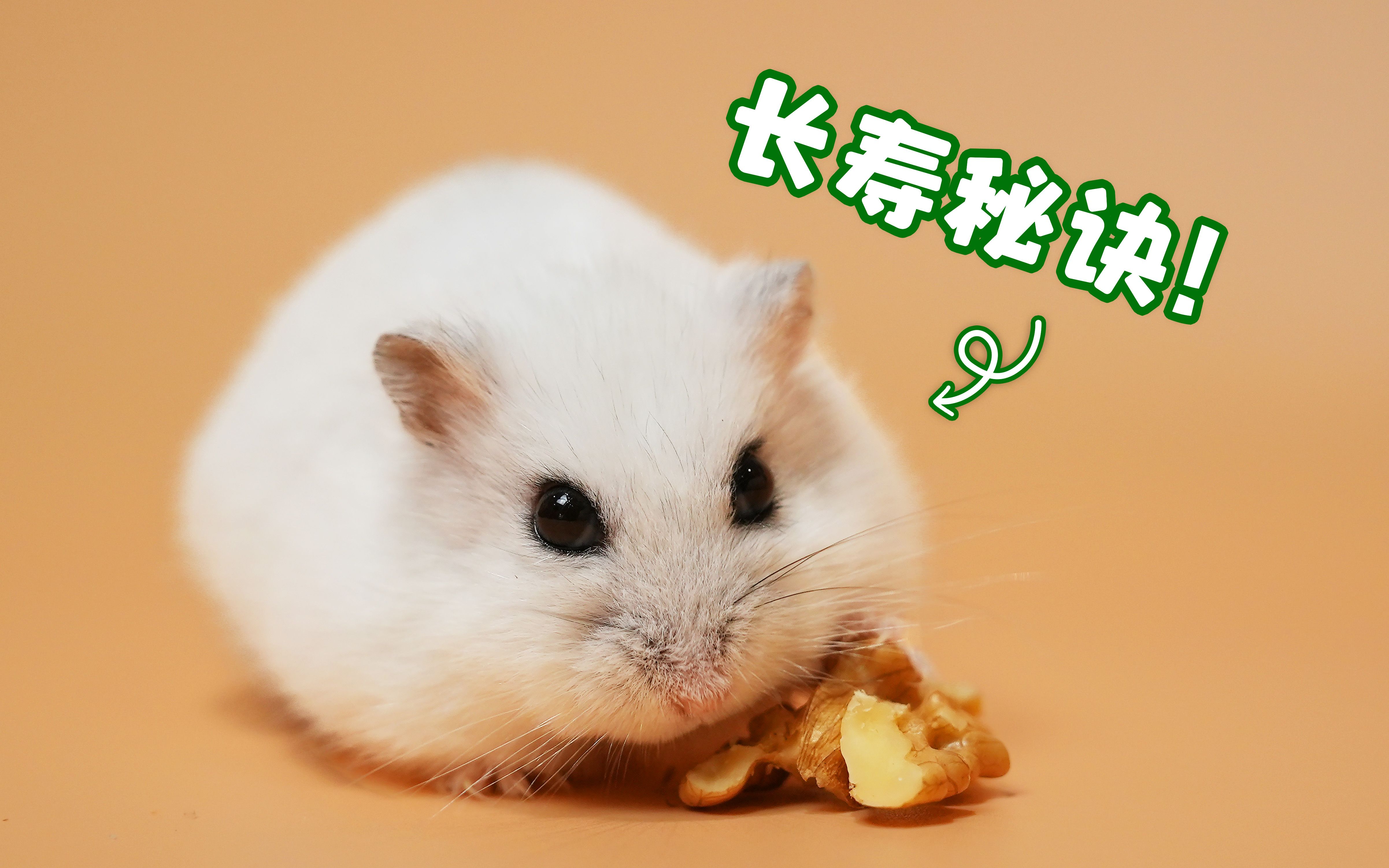 如何让鼠鼠更长寿？-KumaQQ猫鼠日常-KumaQQ猫鼠日常-哔哩哔哩视频