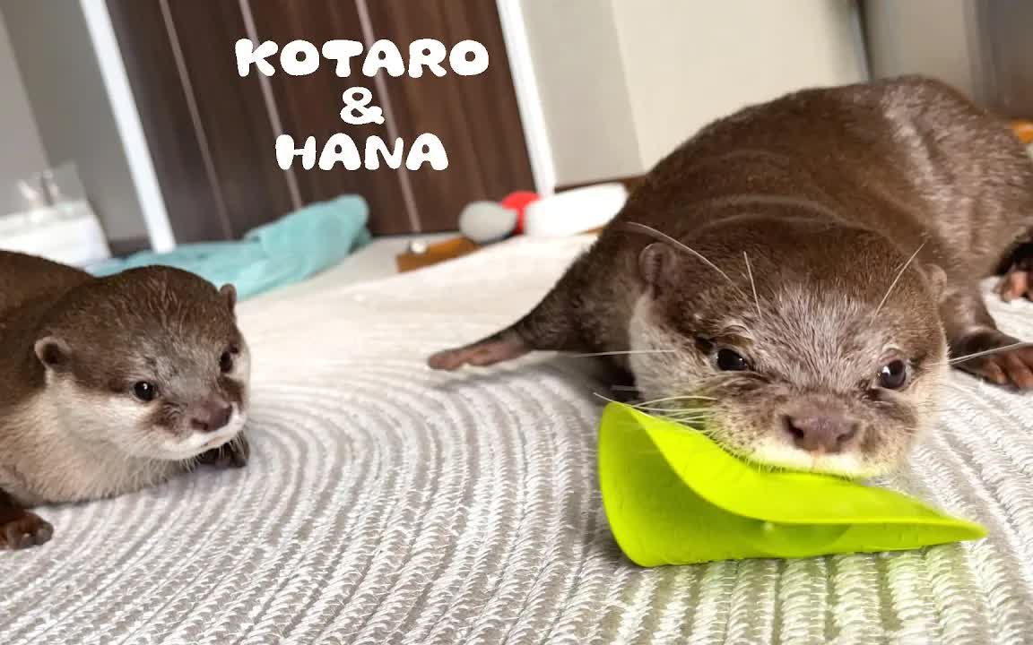 Otter Kotaro Learning to Share Toys| Otter Kotaro学习分享玩具_哔哩哔哩_bilibili