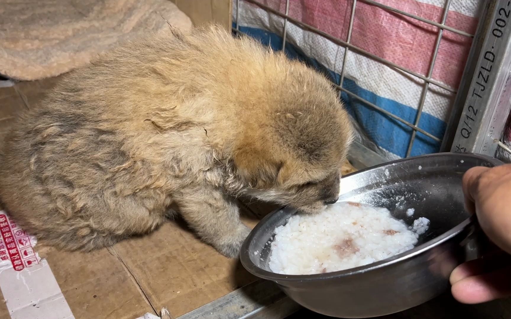 小奶狗:我還能搶救得過來嗎 哔哩哔哩