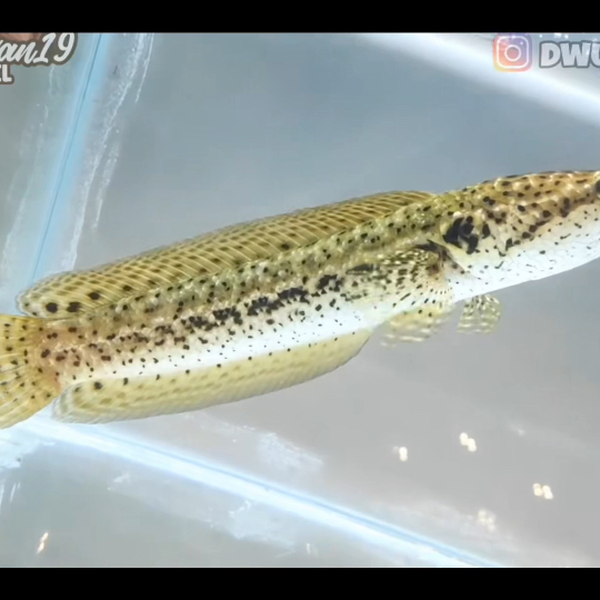 Channa Bankanensis
