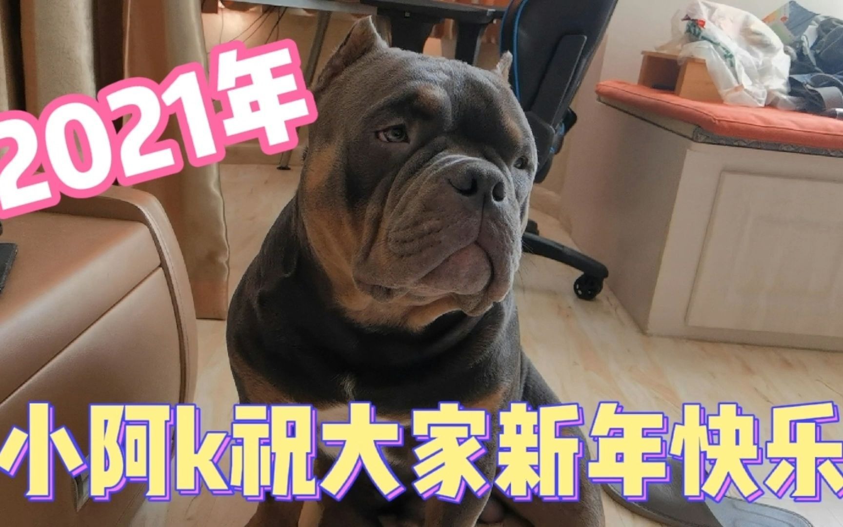 失踪人口回归，新年新气象，恶霸犬KK和铲屎官祝大家新年快乐咯！_哔哩哔哩_bilibili
